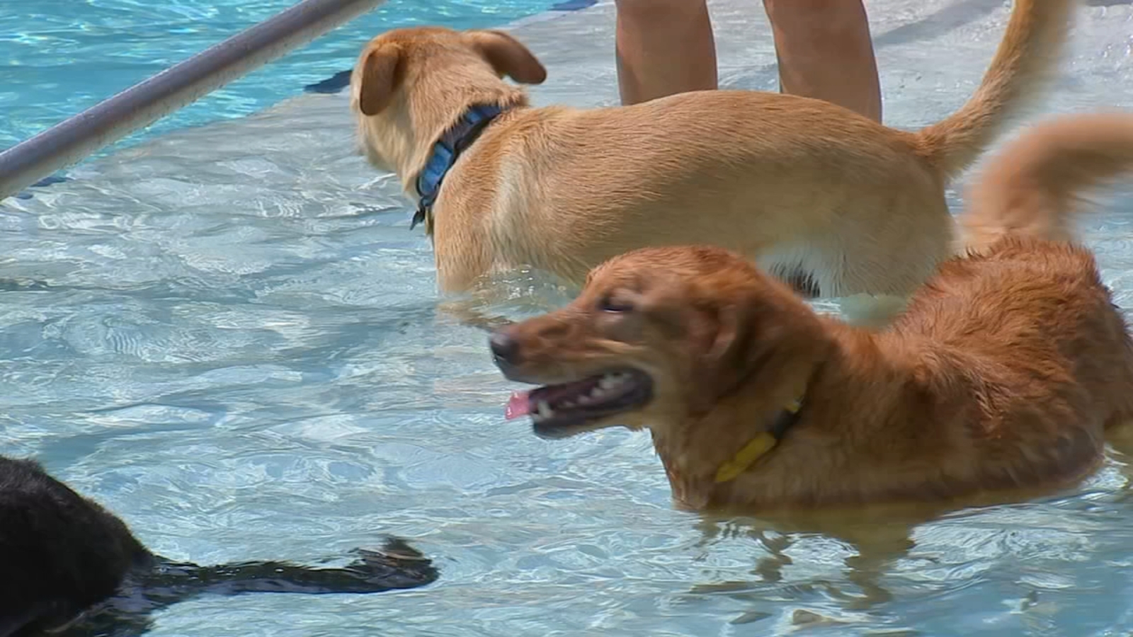 Hundreds of dogs and their owners swimming and diving during Pooch ...