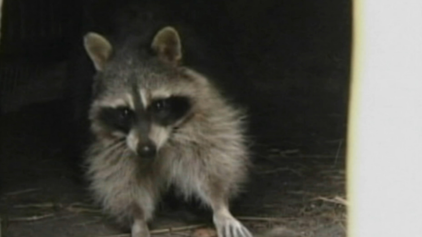 NYC Health Department to vaccinate racoons against rabies in all five ...