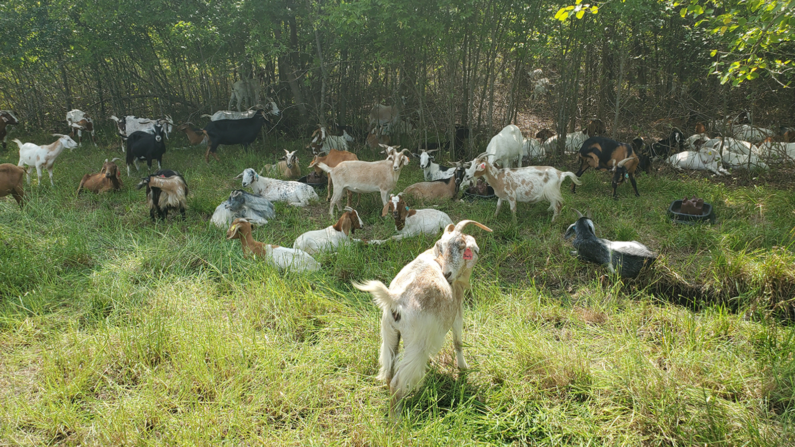 Houston Parks and Recreation Department to utilize 150 goats to restore ...