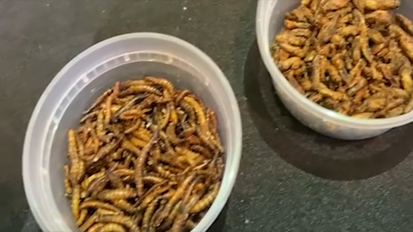 Local chefs have bug cook-off at NC Museum of Natural Science BugFest ...