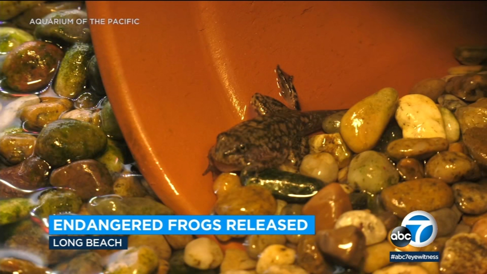 Endangered mountain yellow-legged frogs released back into local ...