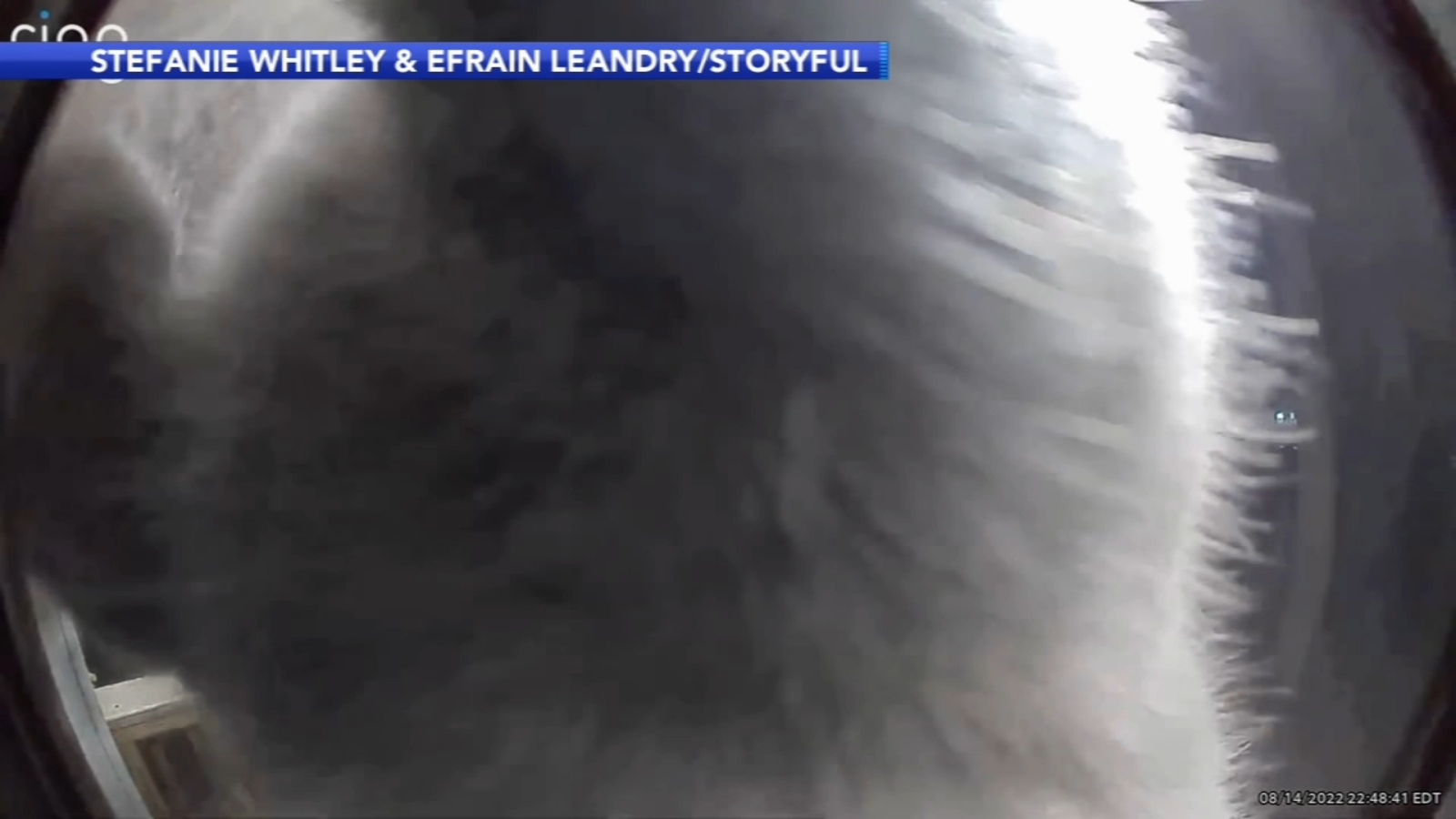 New York pet cat missing for almost a week alerts owners she's returned ...