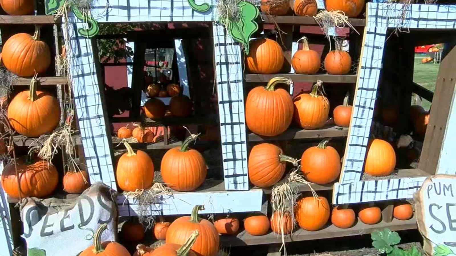 Inflation prices: Pumpkins are now more expensive in Texas thanks to ...