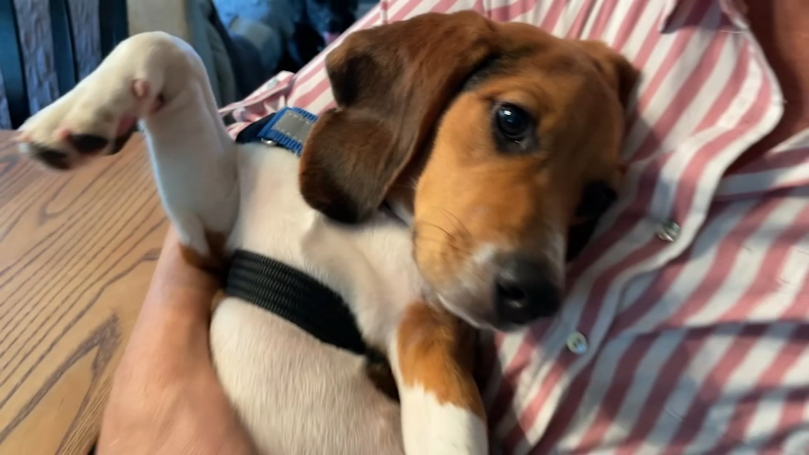 Beagle bred for research enjoying new life with family in Ambler ...