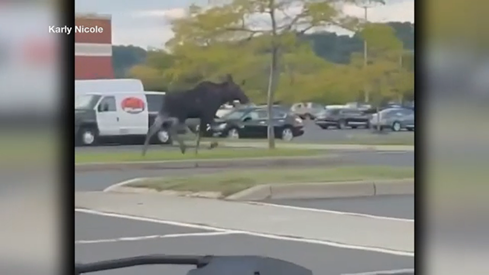 Video shows moose on the loose in Danbury, Connecticut parking lot ...