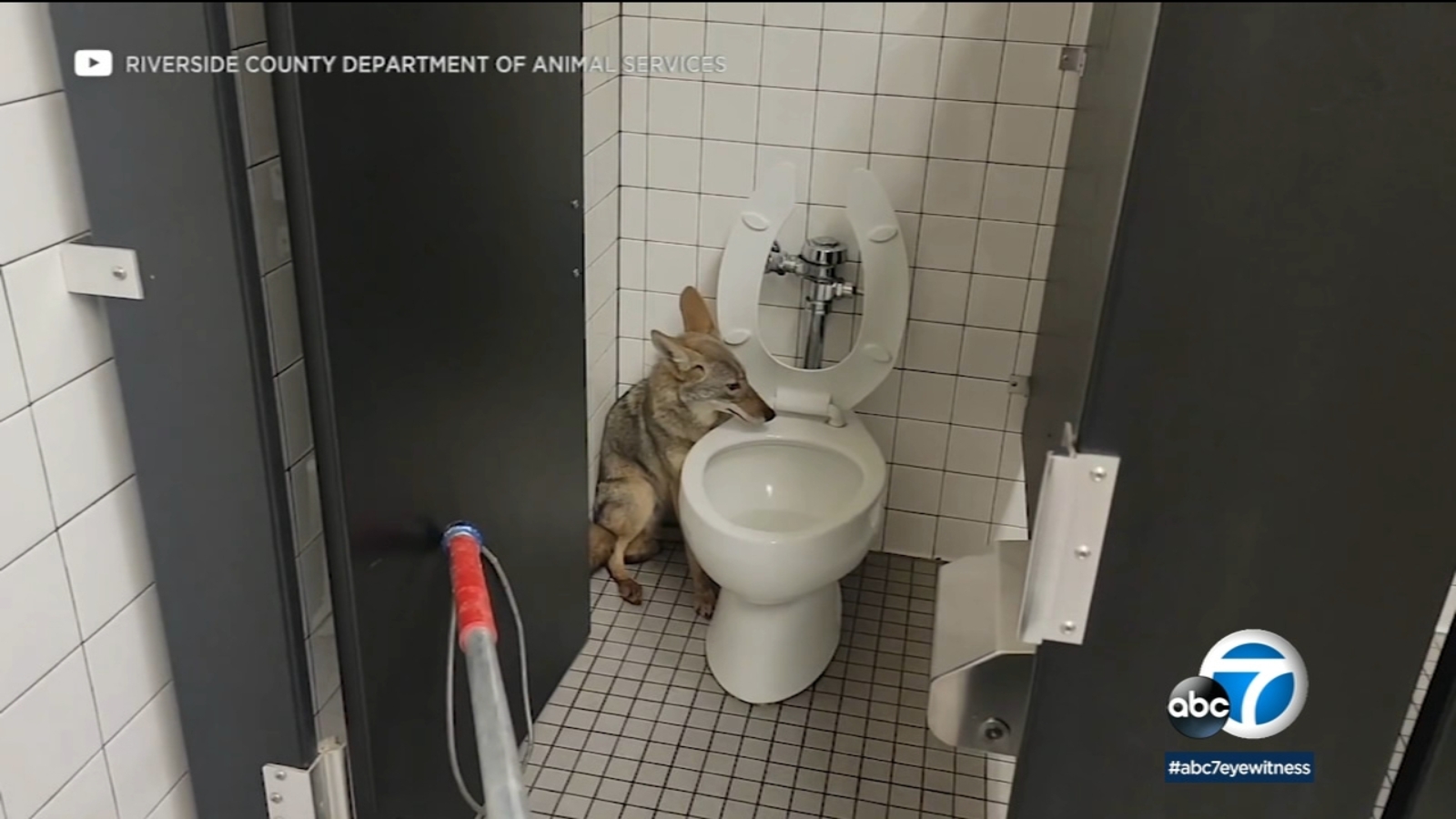 Video: Scared young coyote hides out in Jurupa Valley school bathroom ...
