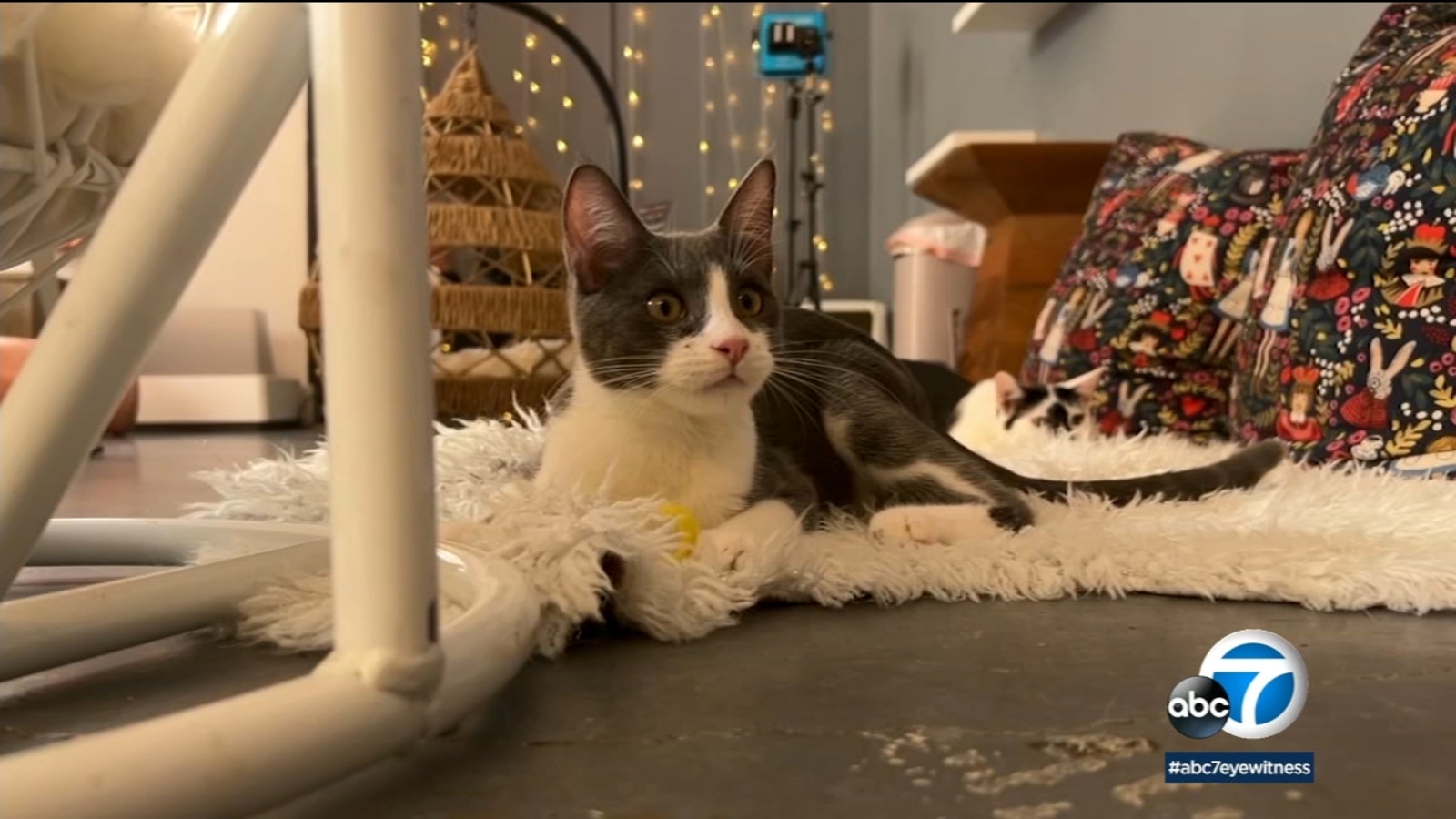 Cat Therapy in Santa Barbara helps save felines from being euthanized ...