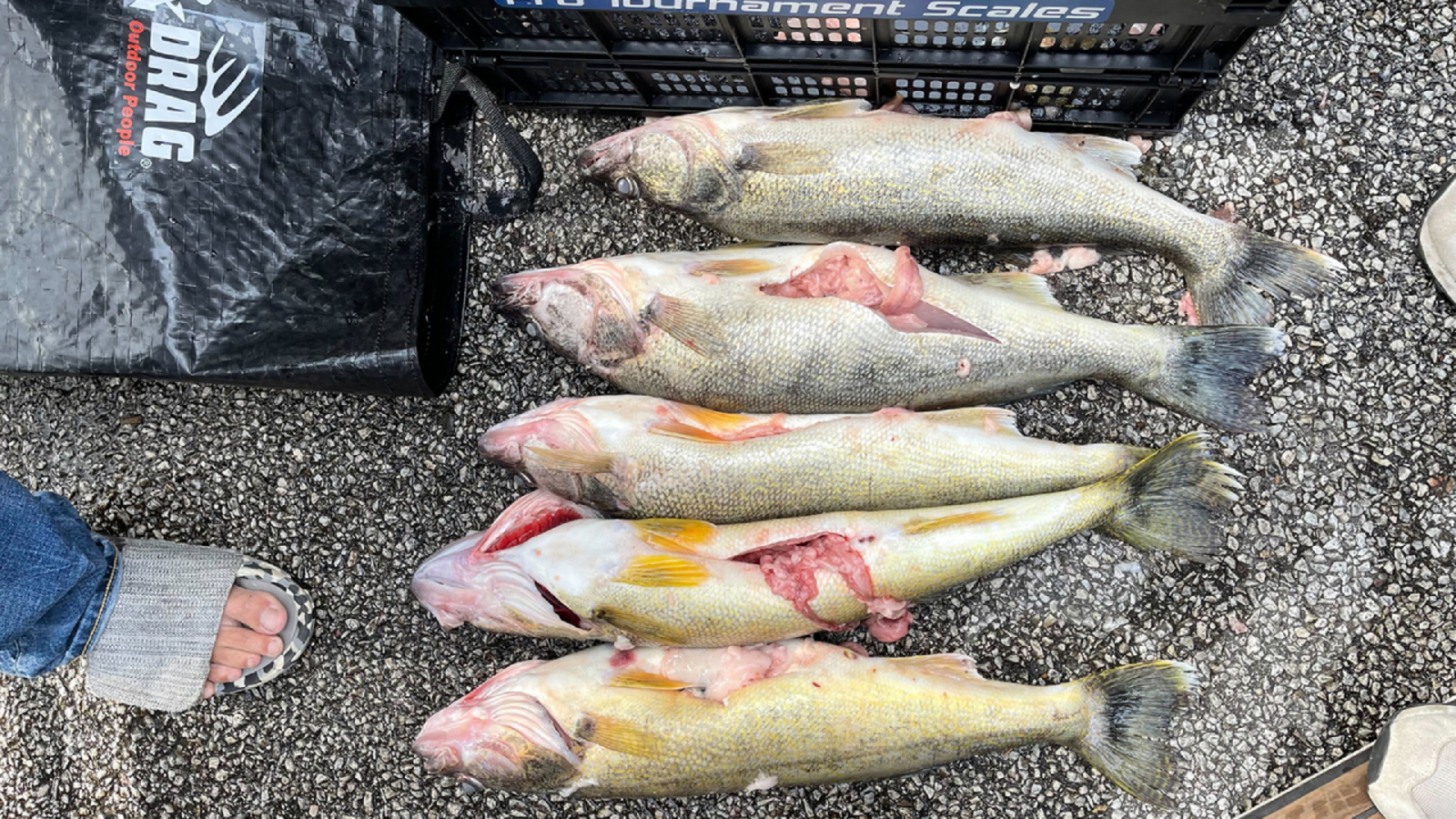 2 fisherman charged with cheating, attempted grand theft for allegedly ...