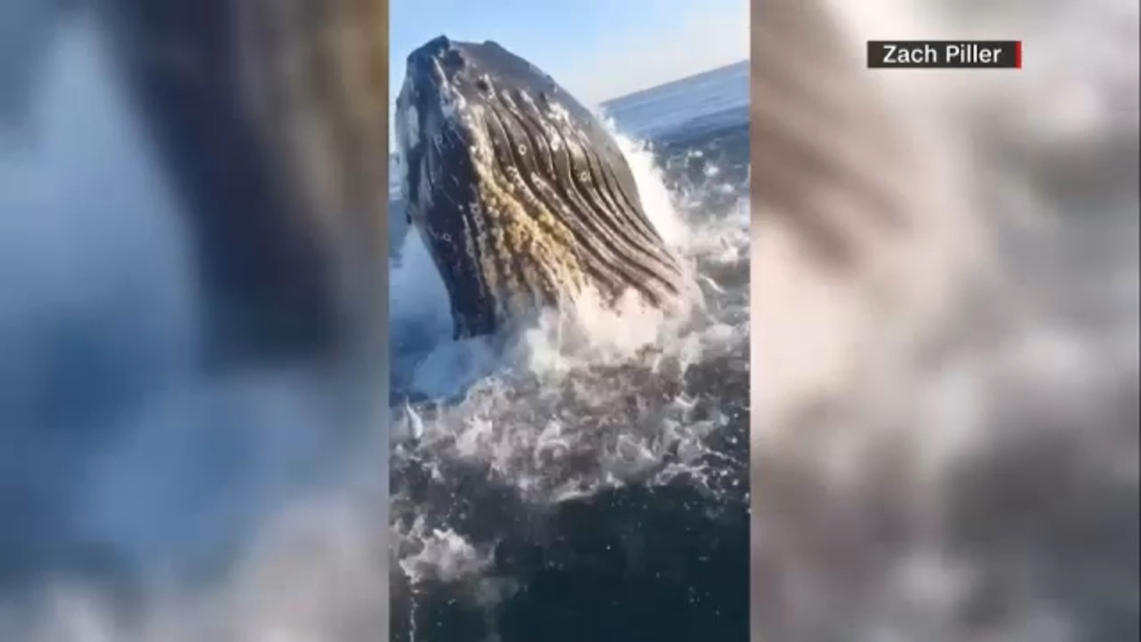 Humpback whale makes surprise appearance during New Jersey father, son ...