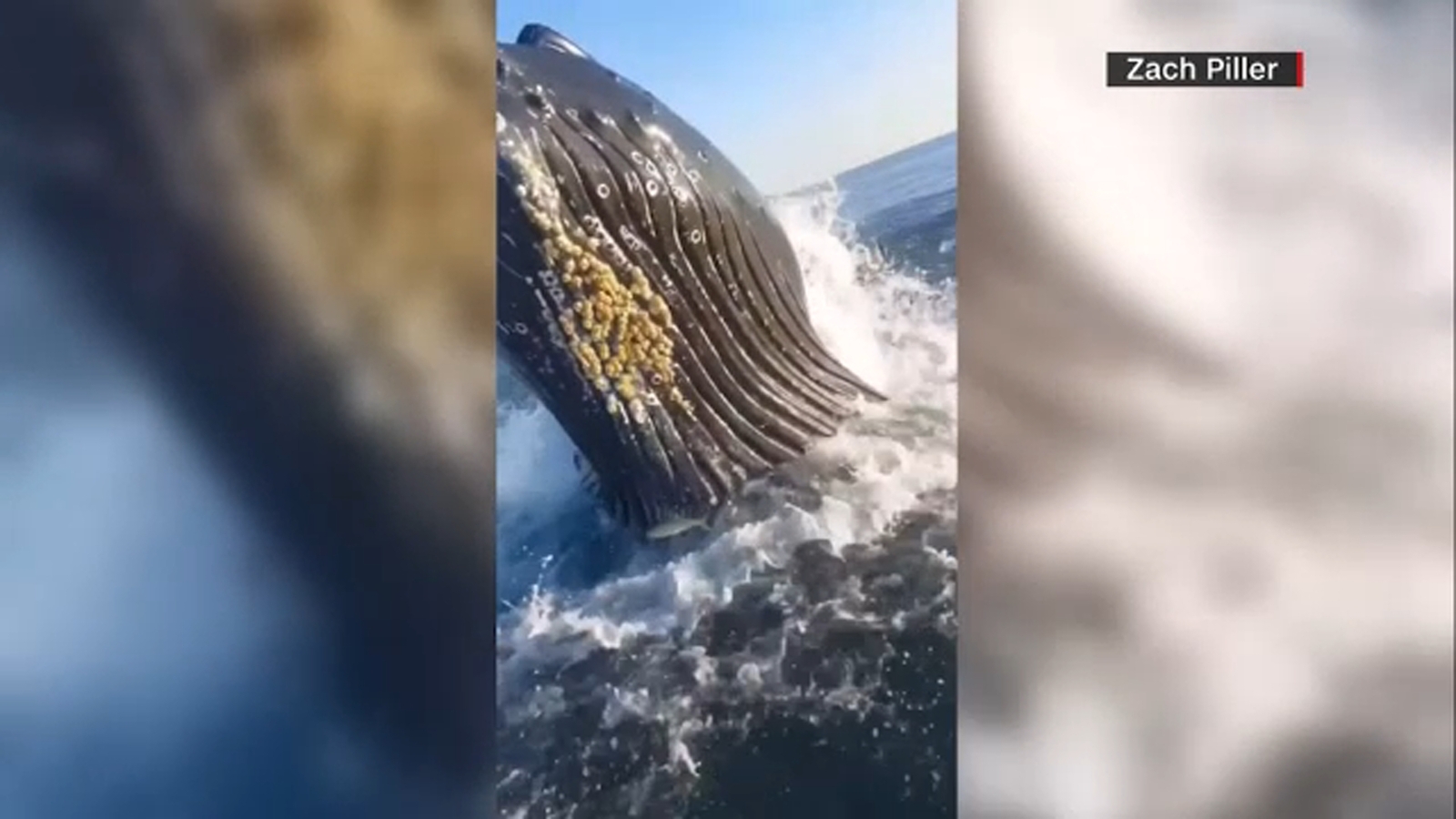 Humpback whale breaches surface, crashing into water right next to ...