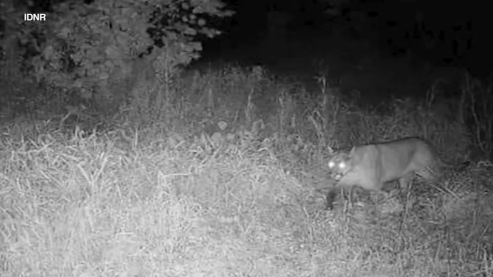 Illinois mountain lion: Cougar struck and killed on I-88 in DeKalb ...