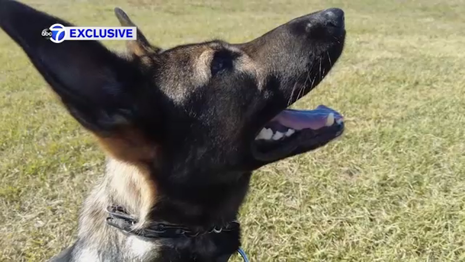 Exclusive look at OCME K-9 team helping solve crimes, mysteries in NYC ...