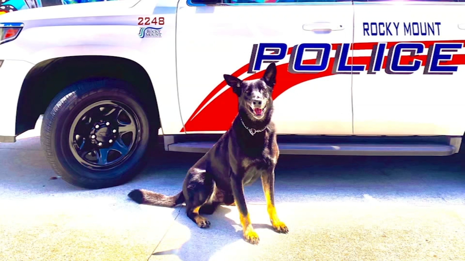 Rocky Mount PD K-9 dies after sudden illness - ABC11 Raleigh-Durham