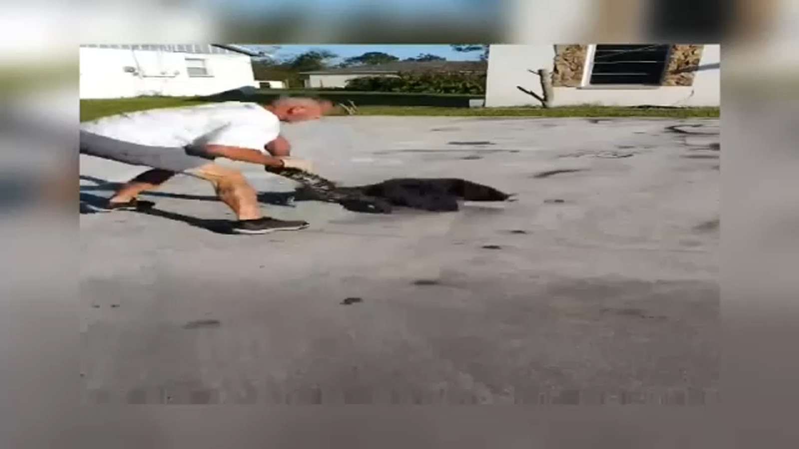 Florida Alligator Bites Man While Trying To Remove Gator From Property