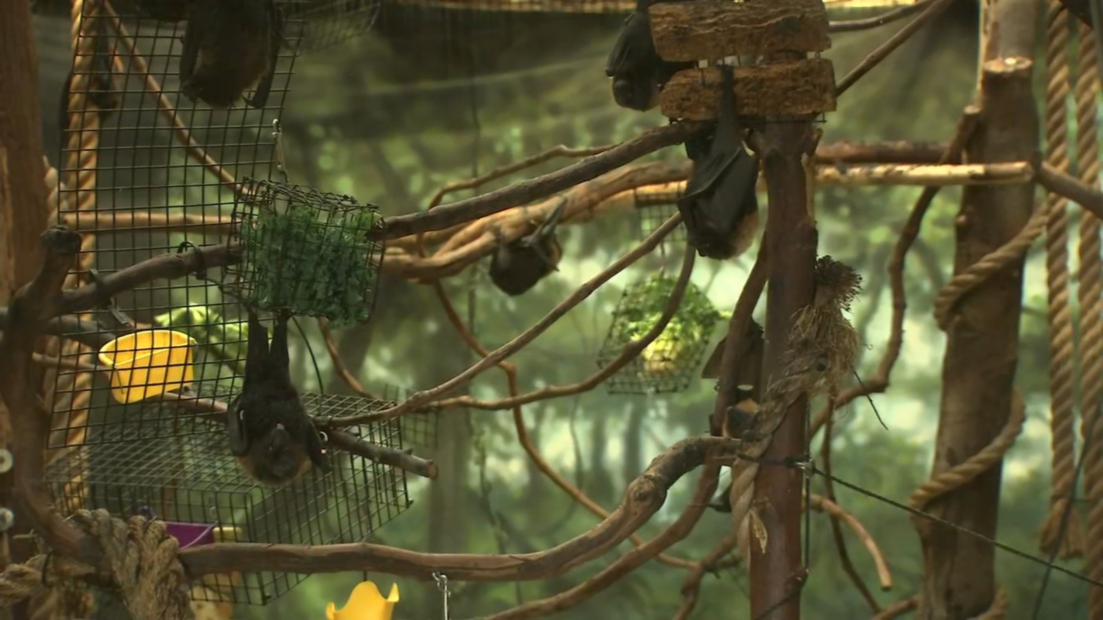 ZOO ADVENTURES: Cecily Tynan learns about rodrigues fruit bats during ...