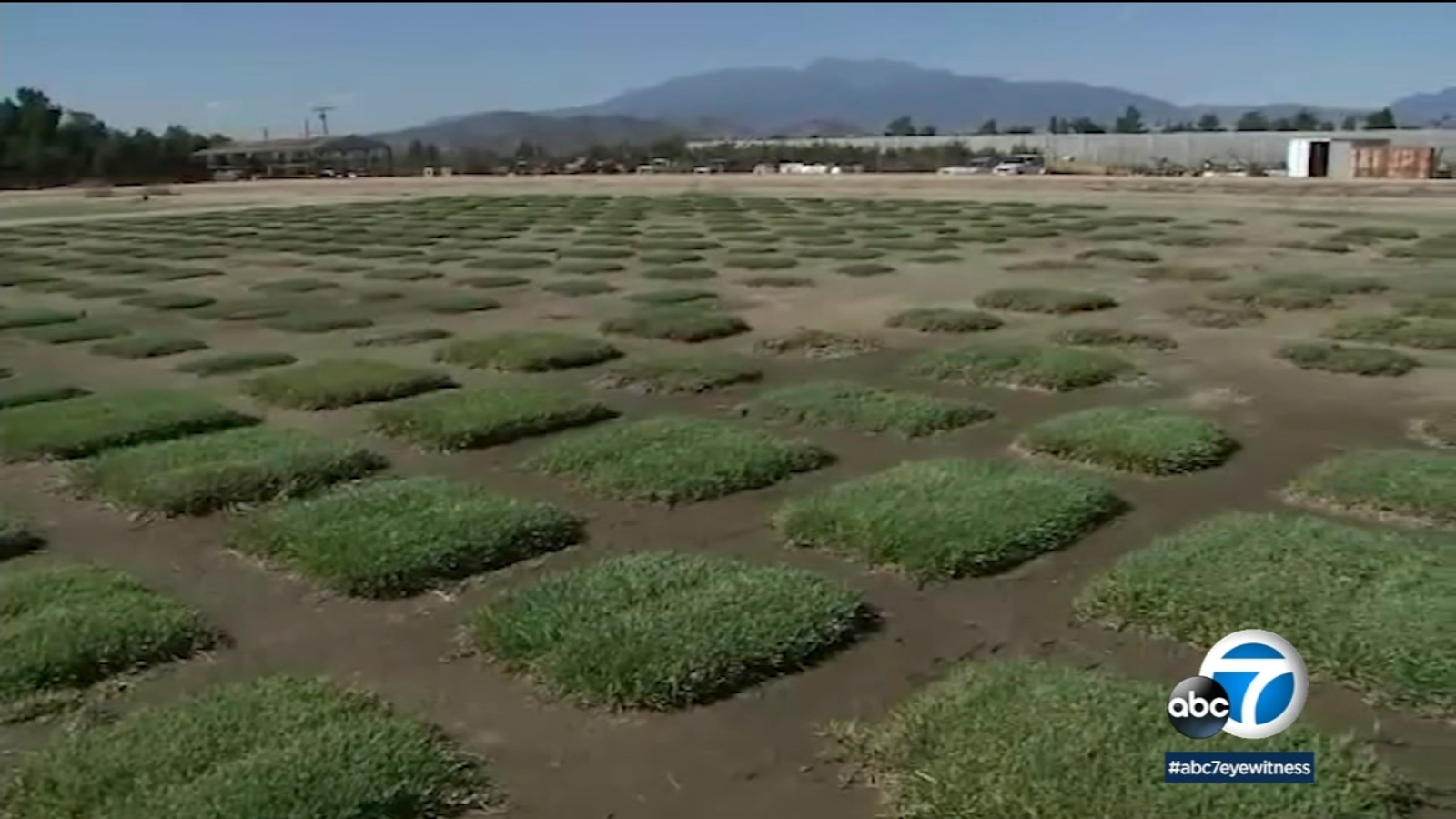 ABC7 Solutions: Can you have greener grass while using less water? UC ...