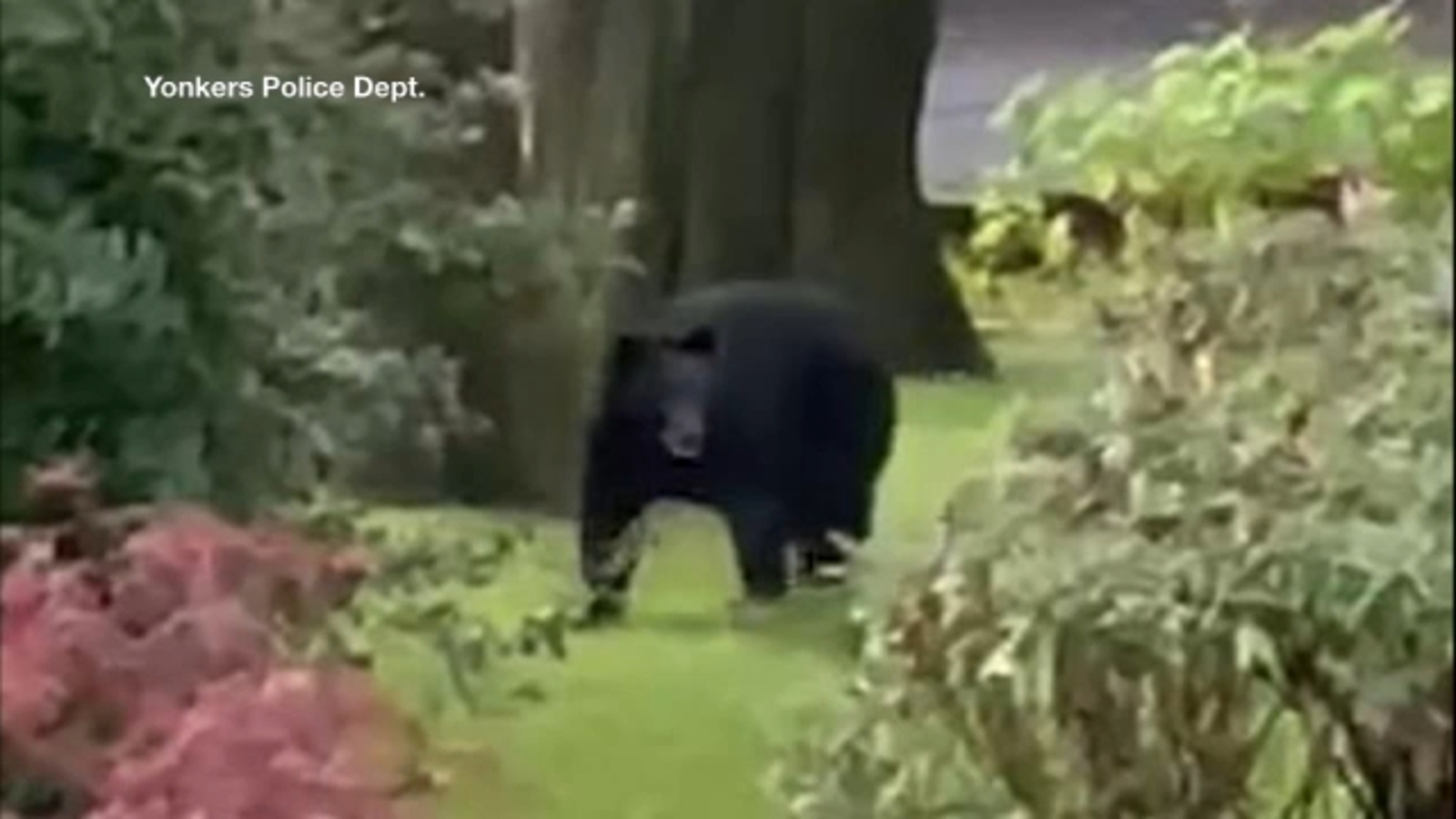 Black bear spotted in Lawrence Park neighborhood of Yonkers - ABC7 New York