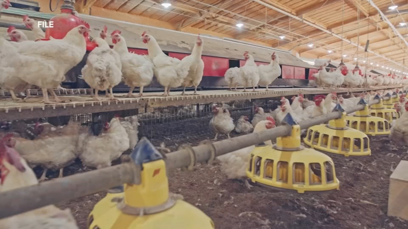 Holiday Turkey prices expected to climb as Avian Flu cases increase ...