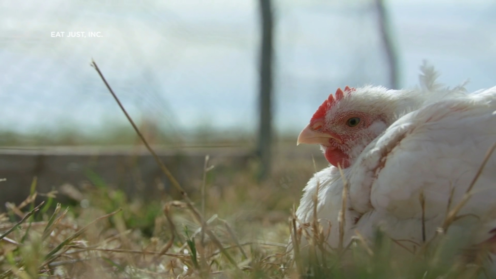 COP27 2022: Bay Area-based Impossible, Eat Just discuss how food ...