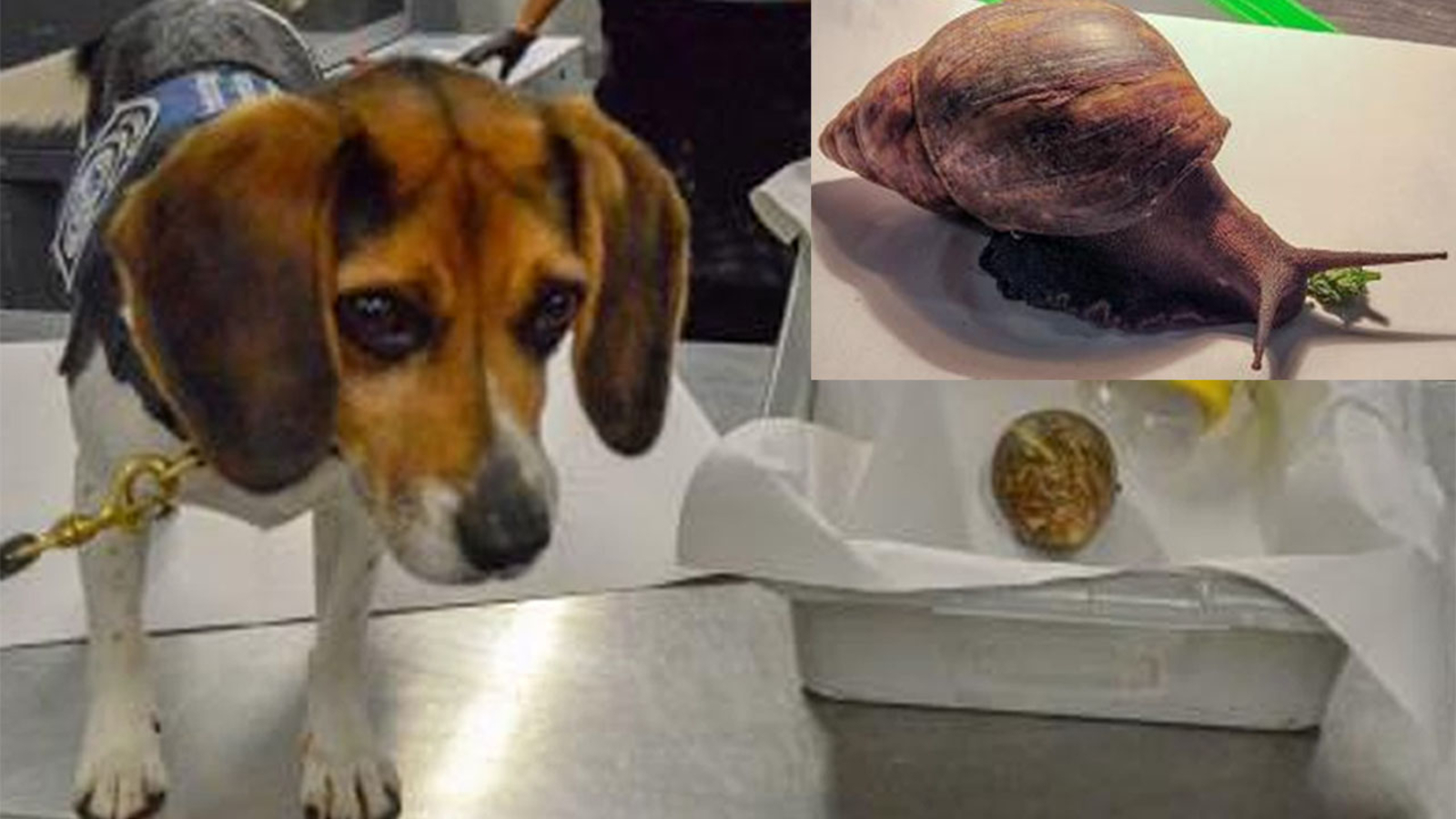 Passenger stopped by Atlanta airport customs and boarder patrol for ...