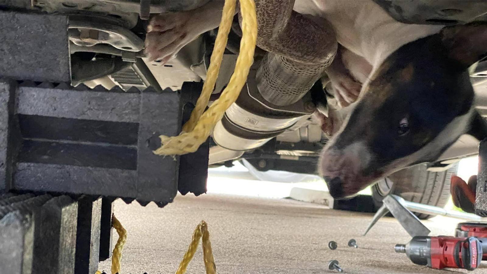 Animal rescue: Northeast Fort Bend Fire and Rescue retrieve dog stuck ...