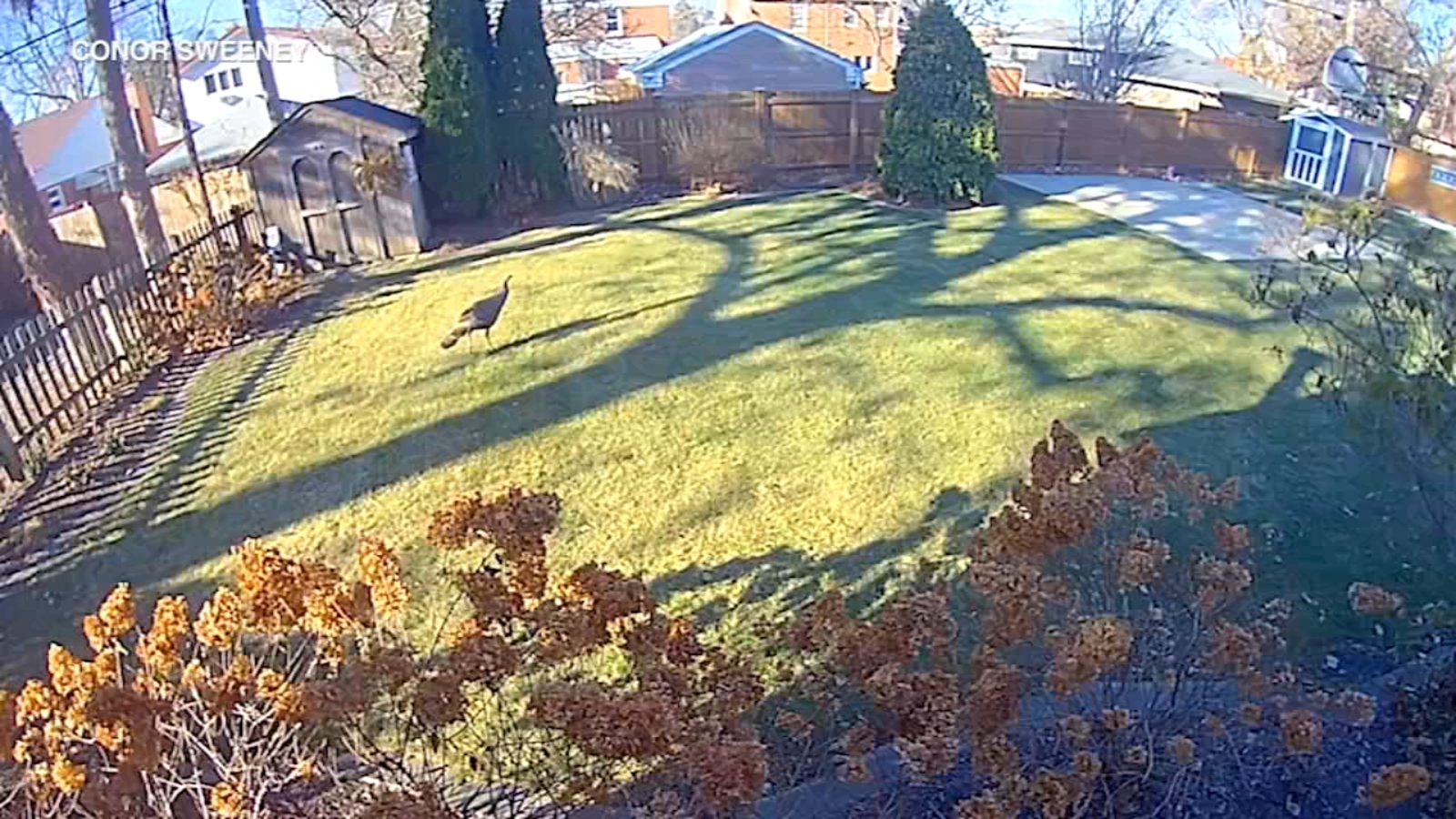 Chicago turkey spotted roaming Beverly neighborhood 2 days before ...