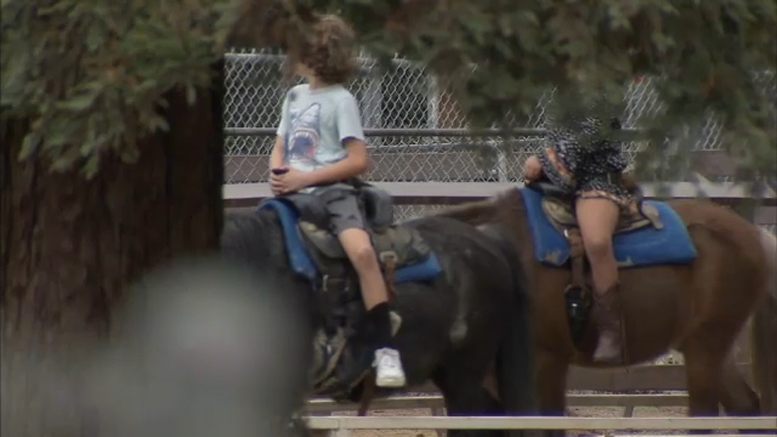 LA's Griffith Park Pony Rides to be closed to the public beginning Dec ...