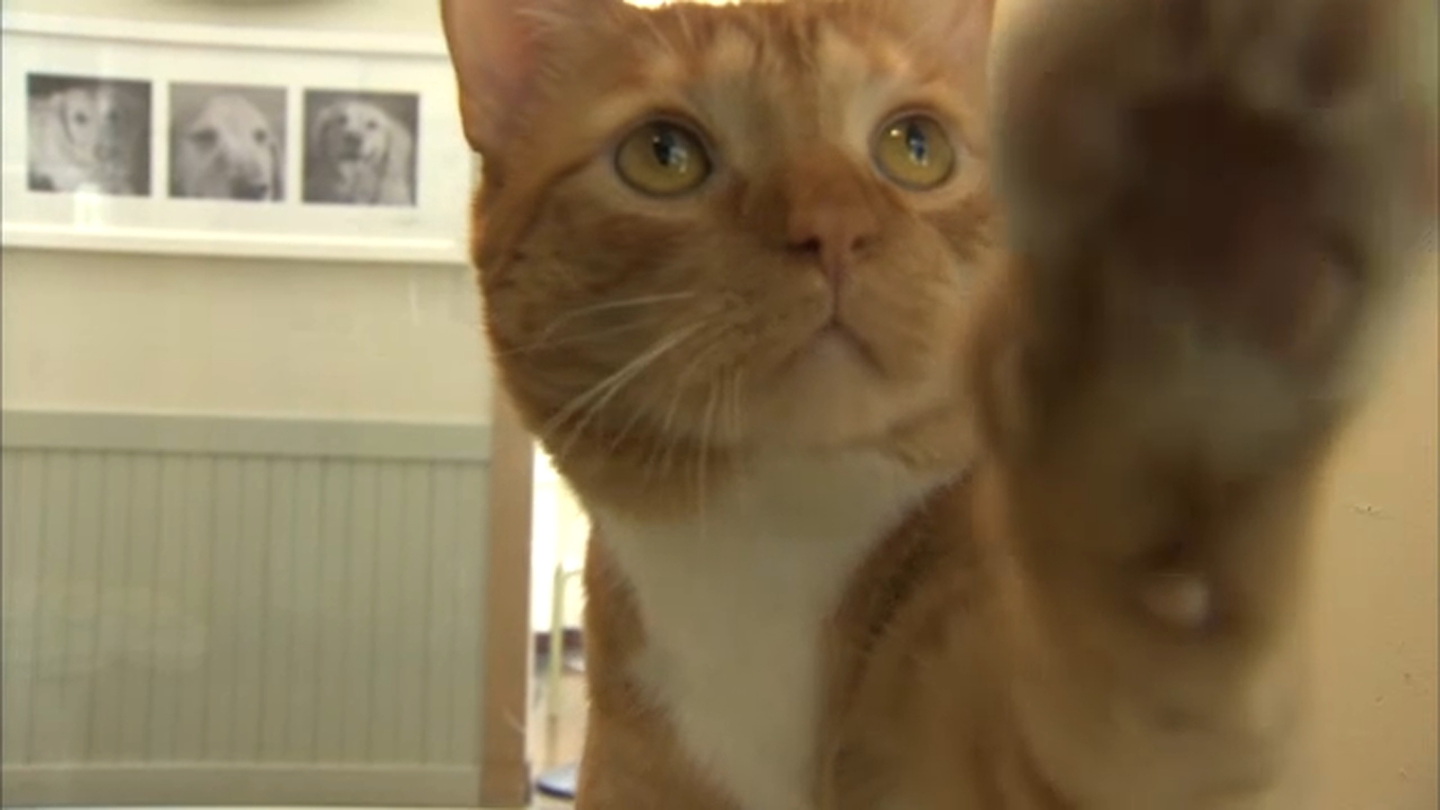 PAWS Chicago adoption event hopes to match 200 dogs, cats with fur-ever ...