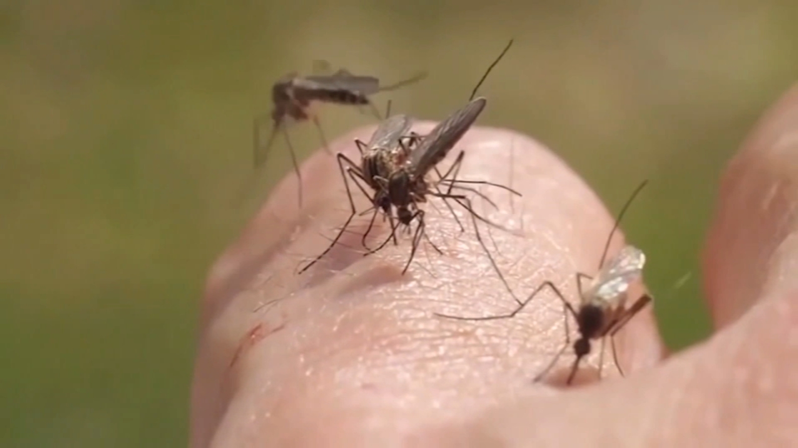 Harris County mosquito expert shares why there's an abundance in ...