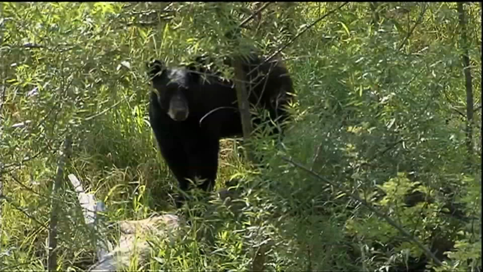 New Jersey black bear hunting season extended for 4 days - 6abc ...