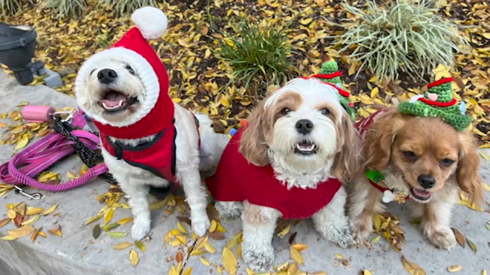 Holiday pet safety: Here are some items around your home that could be ...