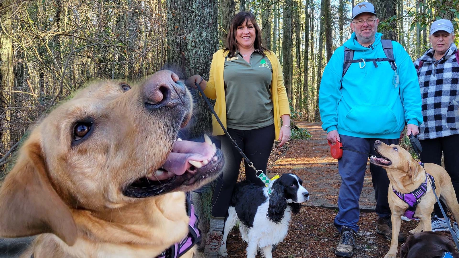 First Day Dog Hike rings in the new year in Belleplain State Forest ...
