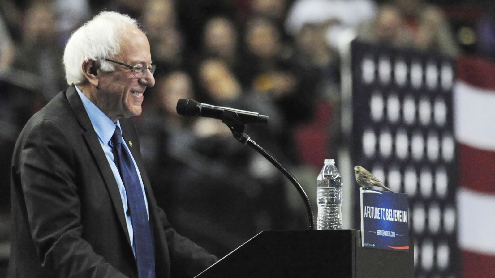 #BirdieSanders: Bird lands on Bernie Sanders' podium, Internet goes ... #BirdieSanders: Bird lands on Bernie Sanders' podium, Internet goes ...
