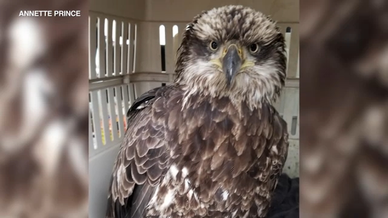 Bald eagle rescued from ice in Waukegan Harbor dies despite Chicago ...