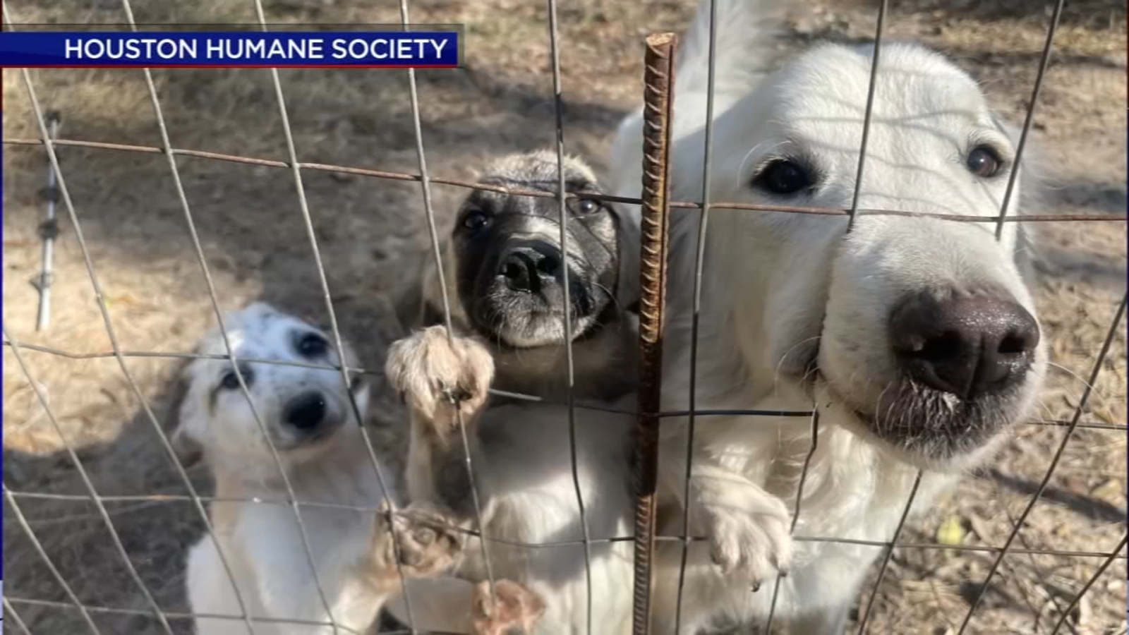 Dog rescue: Houston Humane Society says they sheltered 13 canines ...