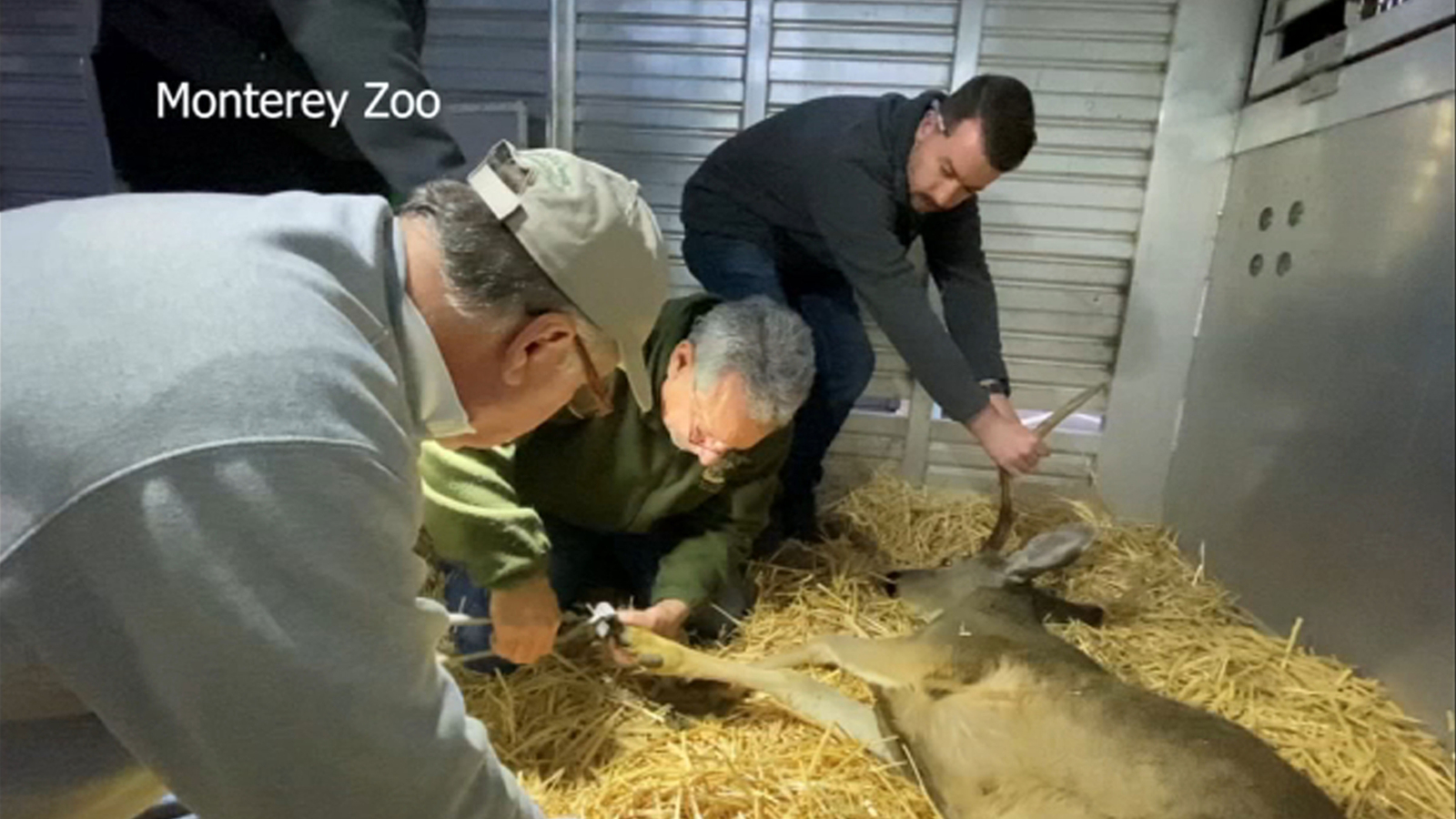Monterey Zoo takes in Merced's Applegate Park Zoo animals - ABC30 Fresno