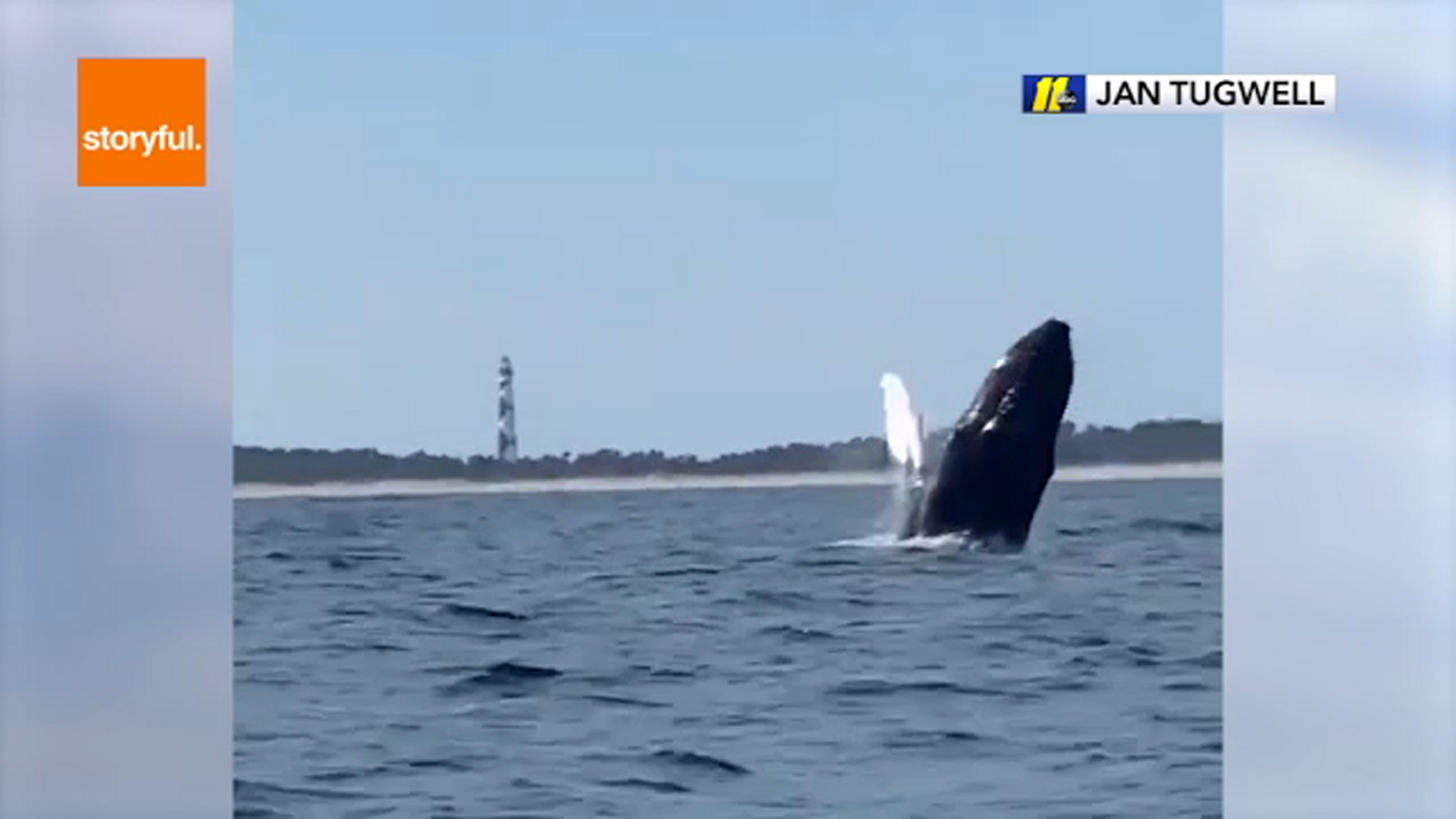 VIDEO: Humpback whales seen breaching in front of Cape Lookout Lighthouse - ABC11 Raleigh-Durham