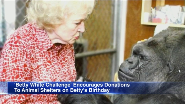 PAWS Chicago honoring Betty White with senior pet adoption event on what would have been her ...
