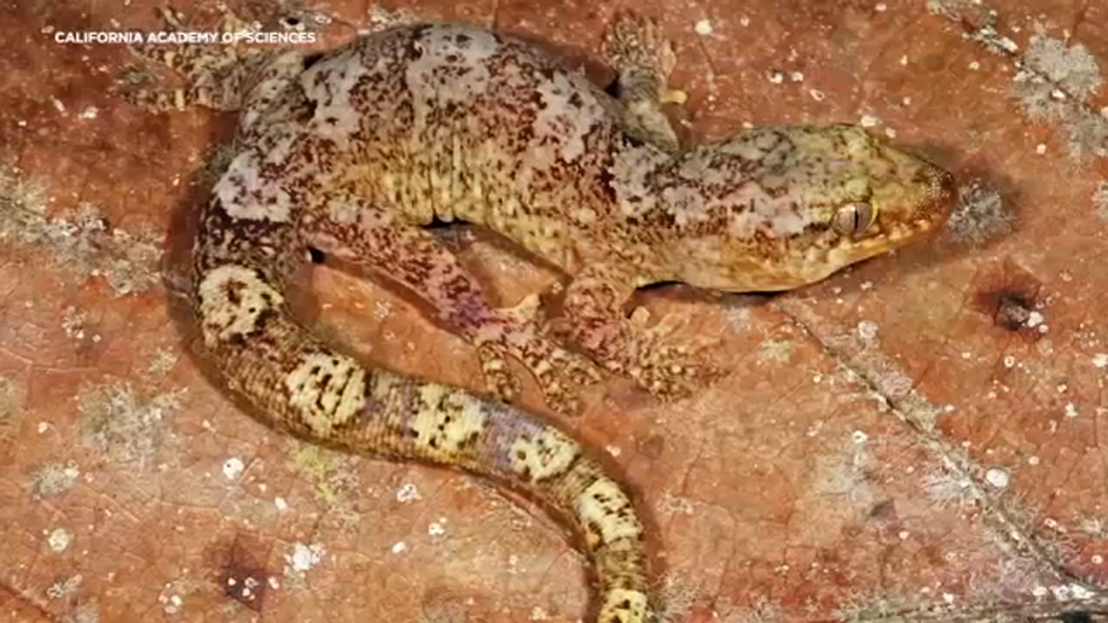 California Academy of Sciences study finds 28 new species of gecko in ...