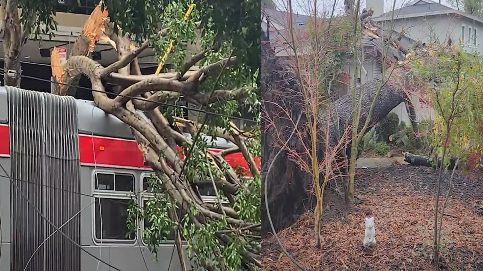 California storms: Videos show trees crashing down across San Francisco ...