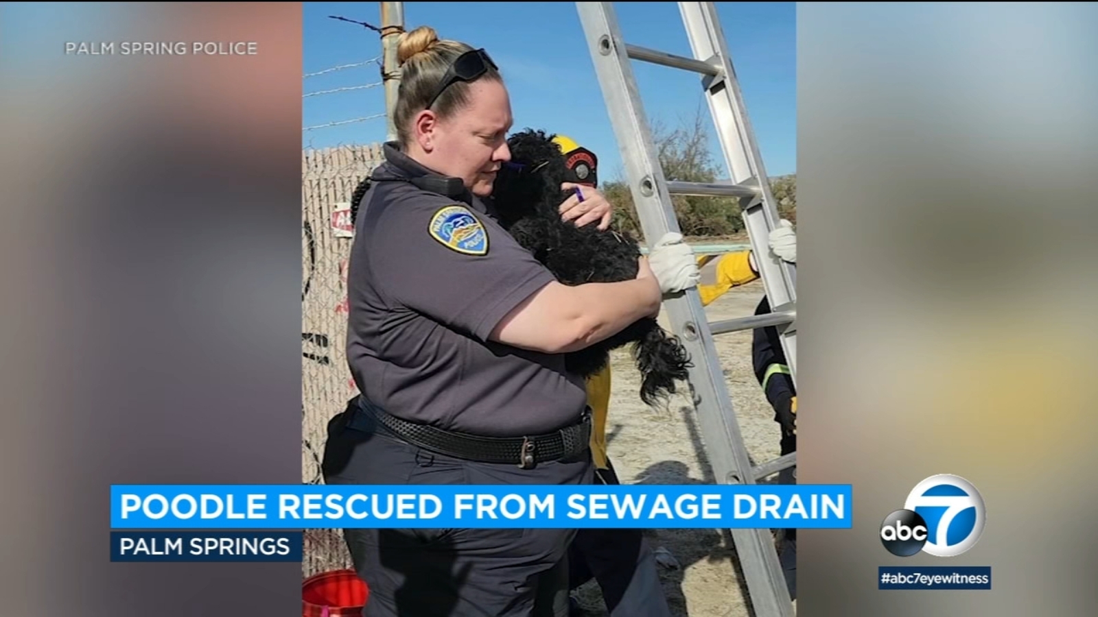 Poodle rescued after falling 20 feet down sewage drain in Palm Springs - ABC7 Los Angeles