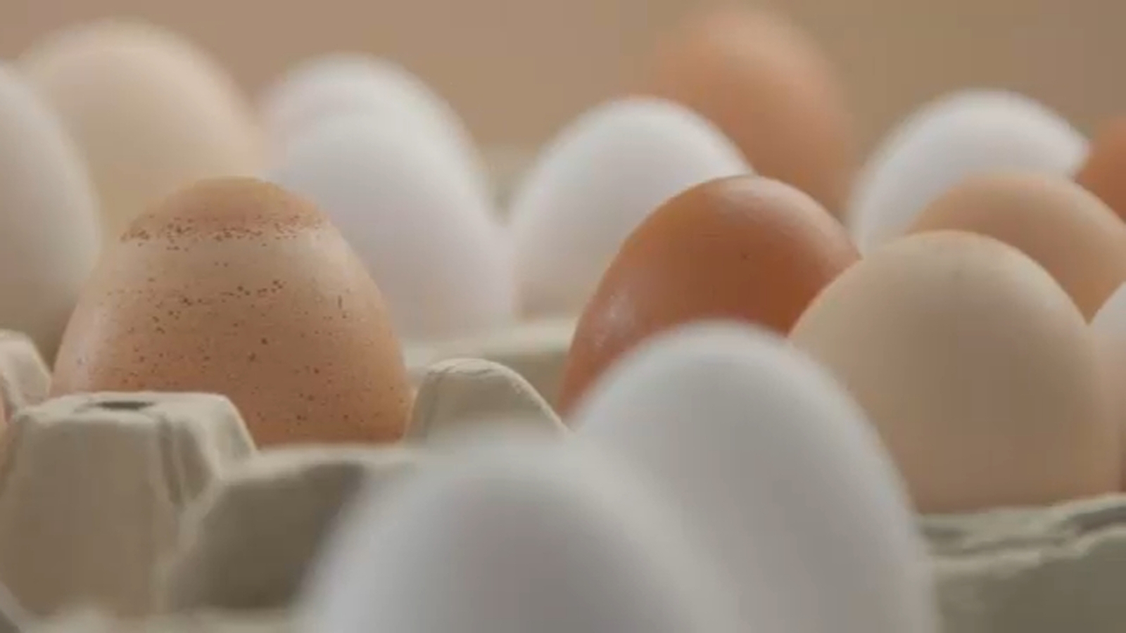 Durham farm hatches 'egg share' to help meet demand - ABC11 Raleigh-Durham
