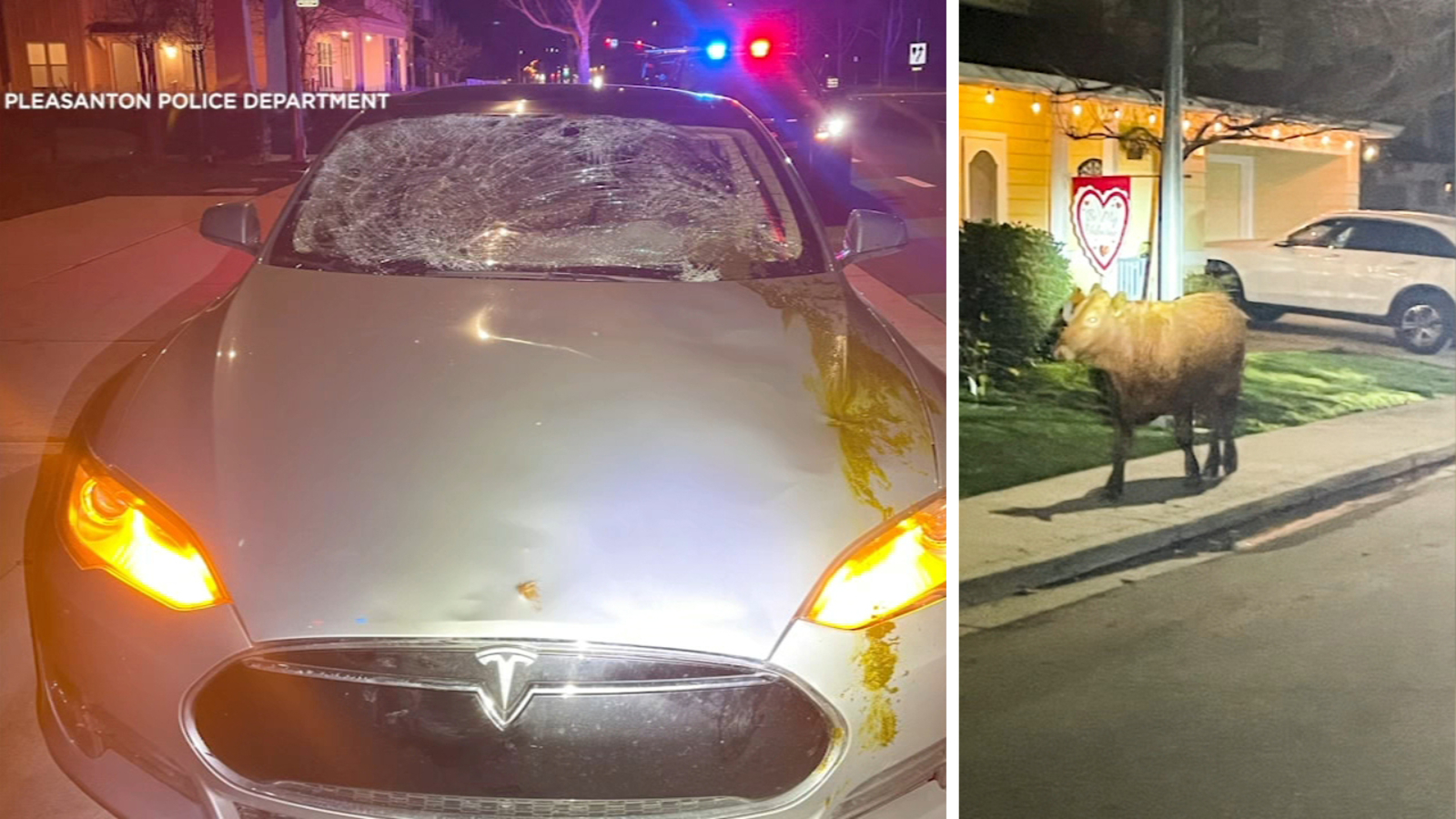 Cow smashes windshield of a Tesla after collision in Pleasanton - ABC7 ...