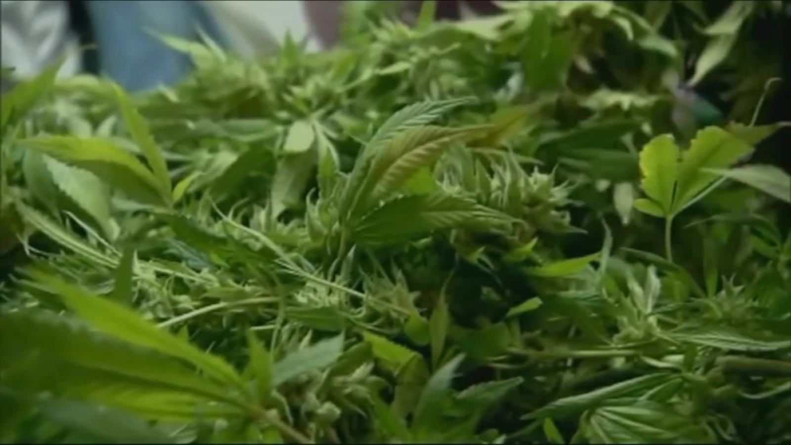 Texans mostly in favor of marijuana legalization, study by University ...