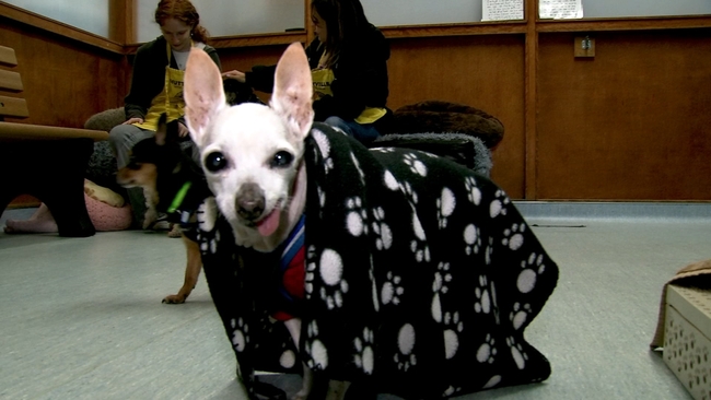 San Francisco-based company Loyal reaches FDA milestone in creating ...