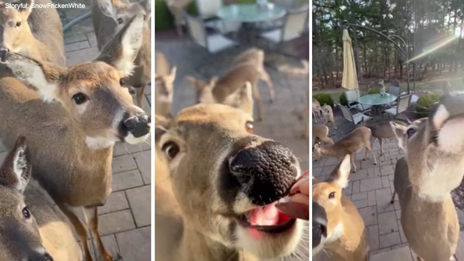 Cute animals: Cookie-loving deer pay visit to New Jersey woman for ...