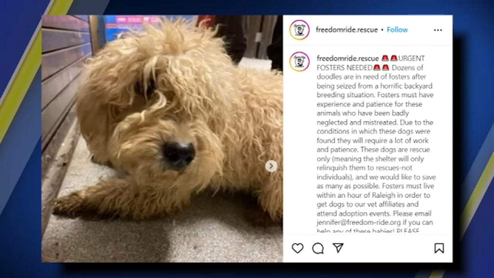 NC Doodles | Dozens of doodles in need of foster families after rescue ...