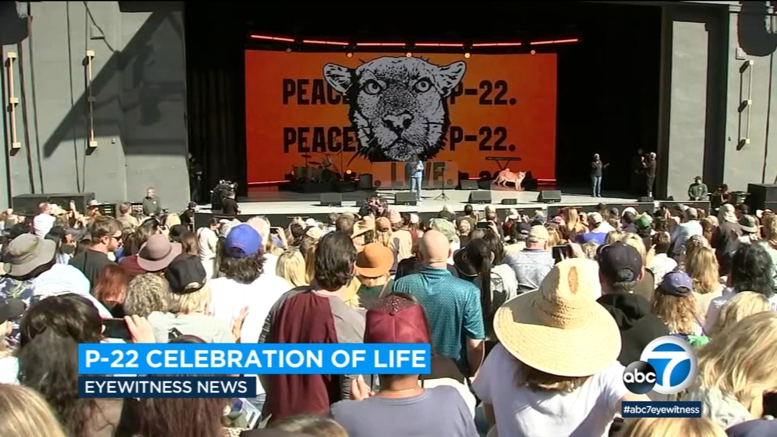 Celebration of life for famed mountain lion P-22 fills up Greek Theatre ...