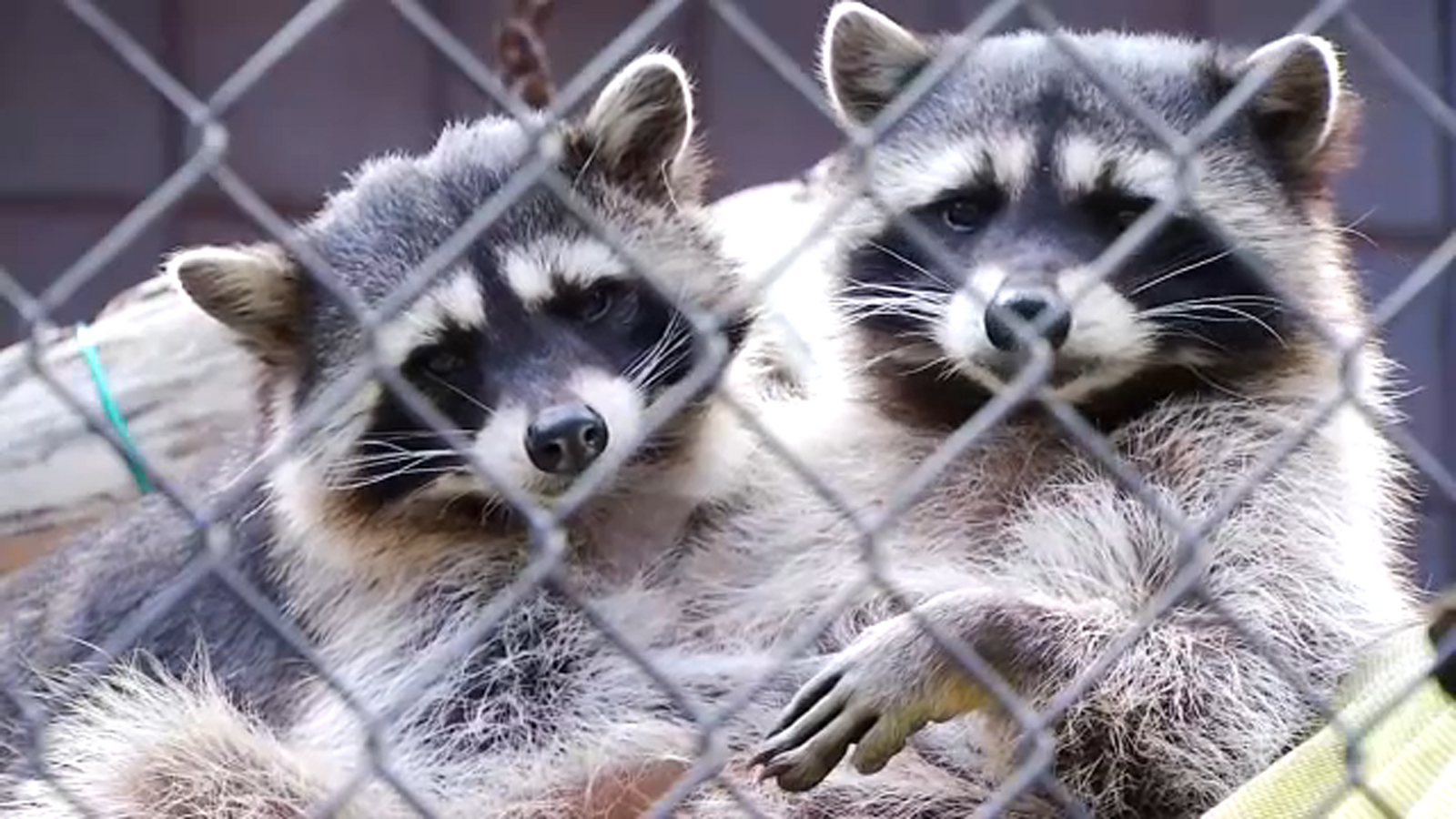 Evacuated animals return to Merced's Applegate Park Zoo after storm ...