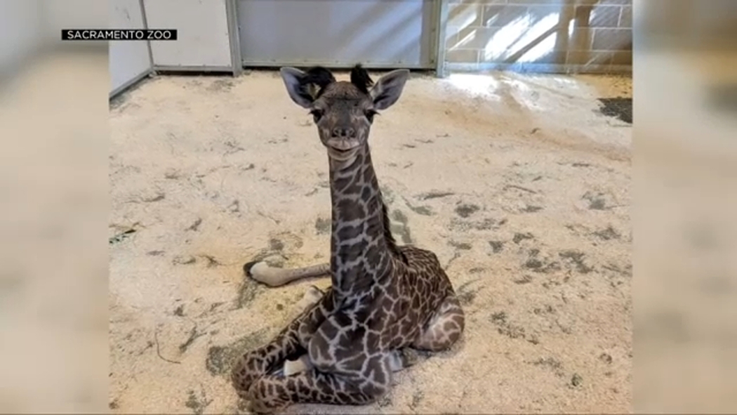 Dead Giraffe Zoo Big Life Foundation | For A Giraffe, A Fence Is A
